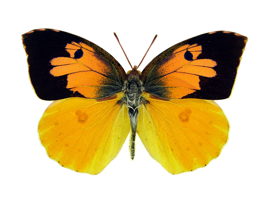 KB Corel Working With Transparency In Corel PaintShop Pro